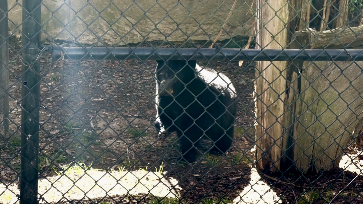 Jackson Zoo Displays Newest Animal in Over Two Years