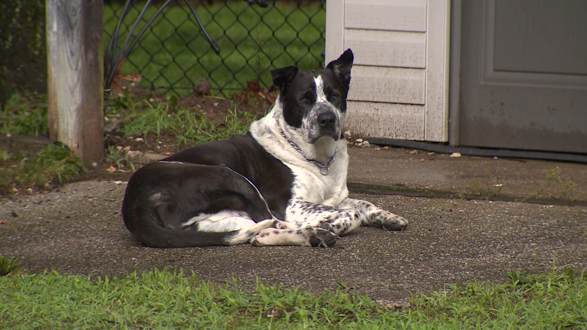 Dog sanctuary helping senior dogs stay, find new forever homes