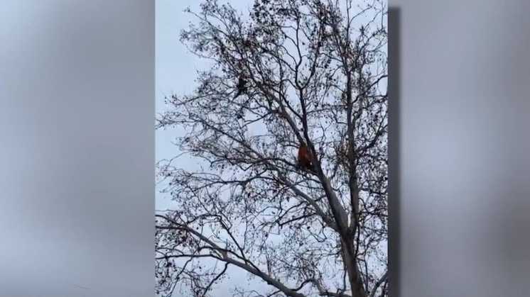 Northern Kentucky tree service workers save large bird trapped in tree ...