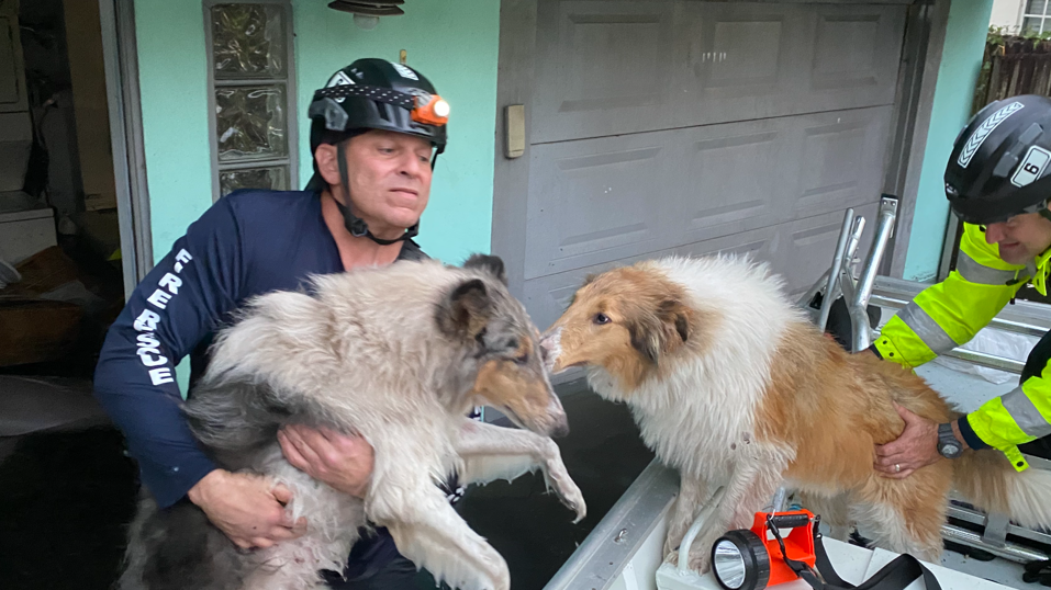 Broward County Fire Rescue saves dogs from flood