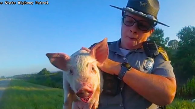WATCH: Ohio troopers rescue pig spotted running near busy highway