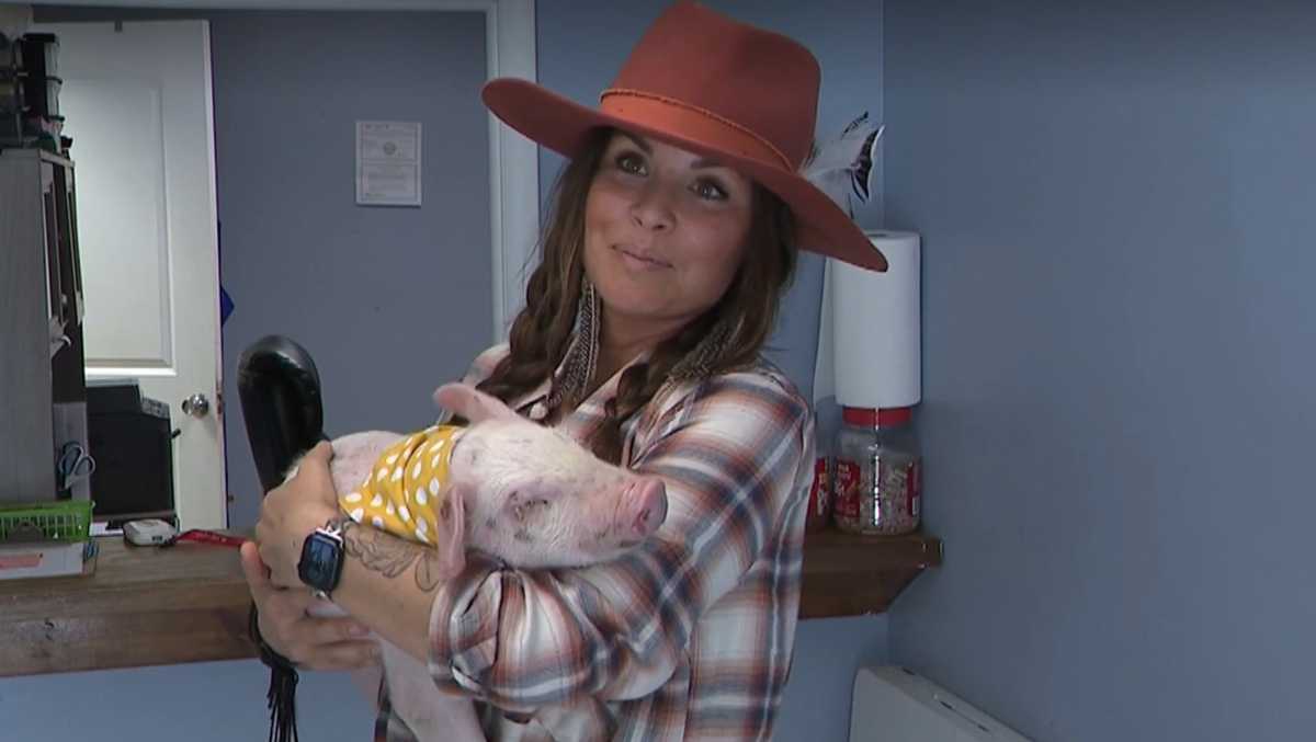 Pig rescued after falling off truck finds new home