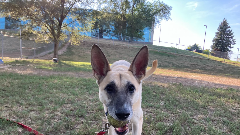 Meet the Nebraska Humane Society's pet of the week