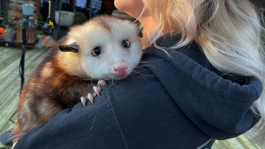 Groundhog Day in Alabama: Did Sand Mountain Sam the opossum see his shadow?