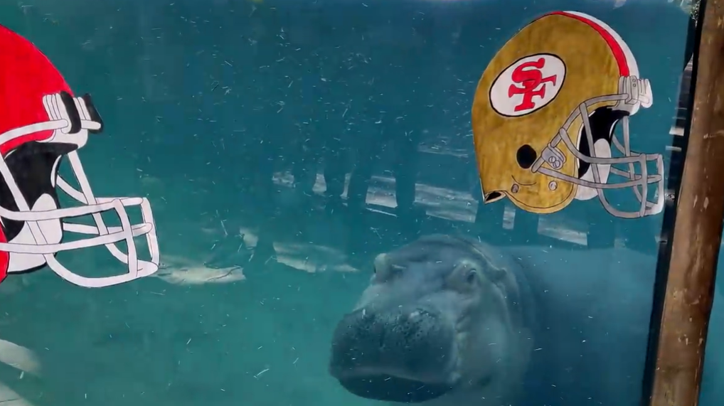 Which team did Cincinnati Zoo's Fiona, Fritz pick to win Super Bowl?