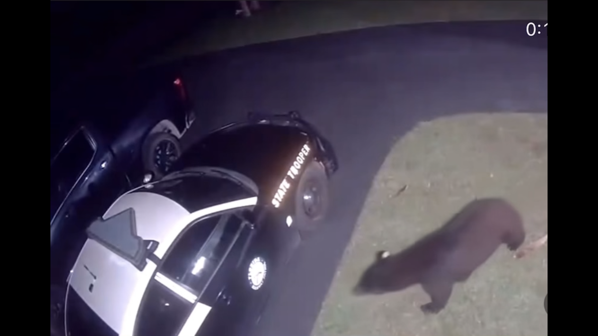 WATCH: Bear tries to enter an FHP vehicle in Collier County