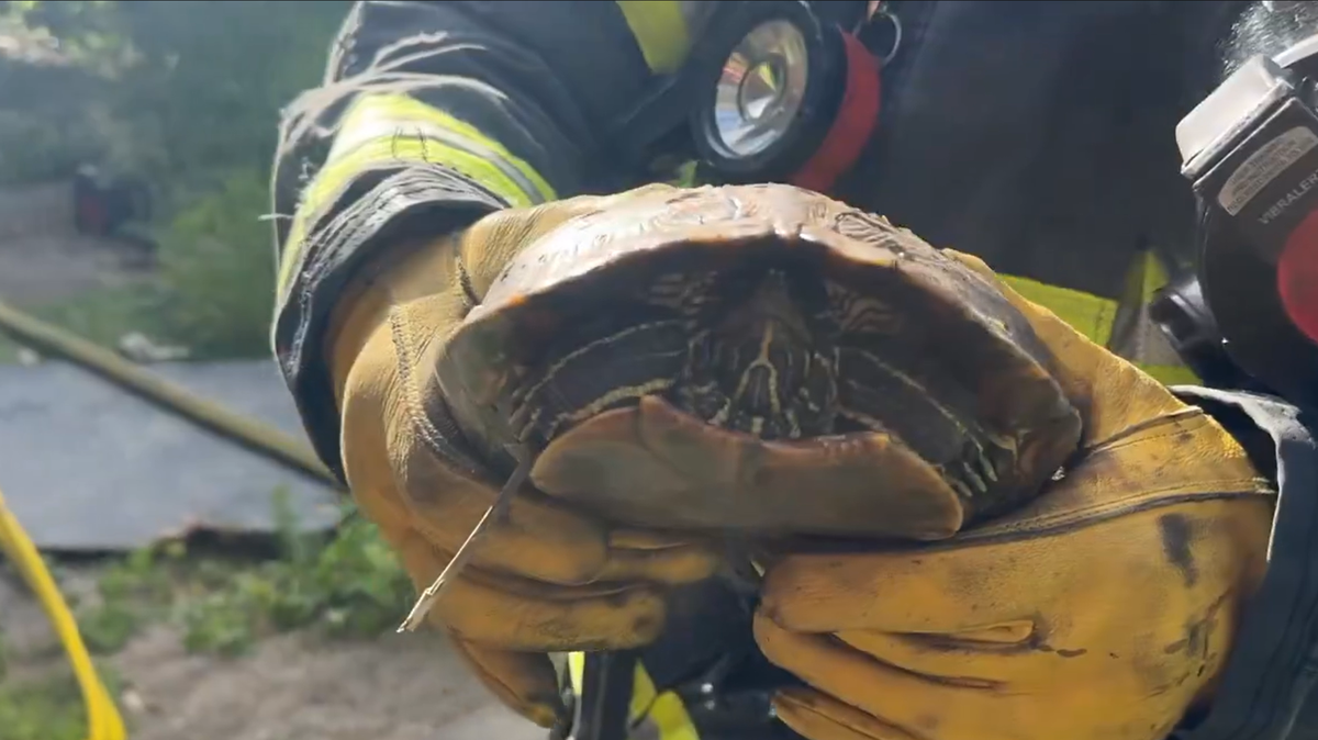 Sacramento firefighters rescue turtle from South Natomas house fire