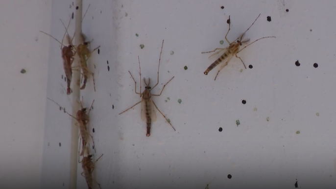 Florida residents battle swarms of midges