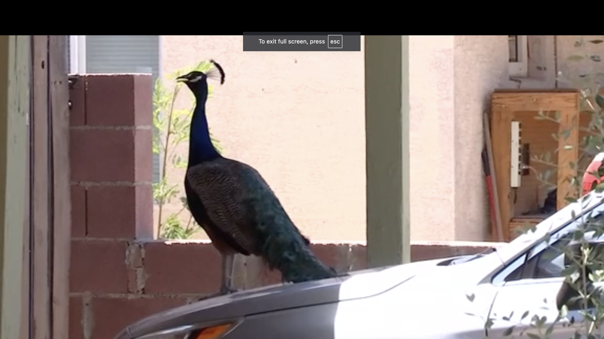 Peacocks Run Amok In An Arizona Town