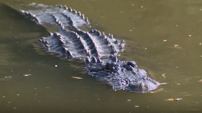 Witness describes rescue of FL man who was bitten by alligator