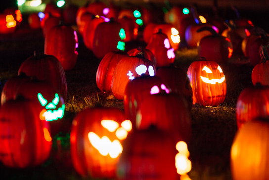 Walk among thousands of glowing pumpkins Cincinnati Zoo's newest fall event