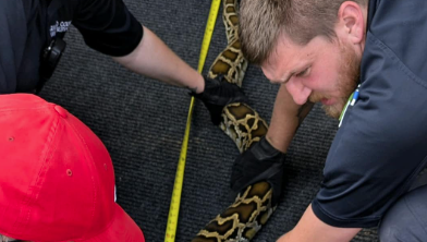 North Carolina: Guilford Co. Animal Control captures python