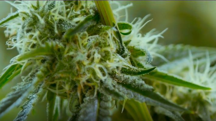 Florida Amendment 3: Recreational marijuana at stake Florida Amendment 3: Recreational marijuana at stake