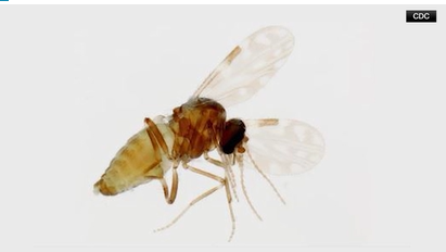 Sloth fever: What to know about insect-borne Oropouche virus