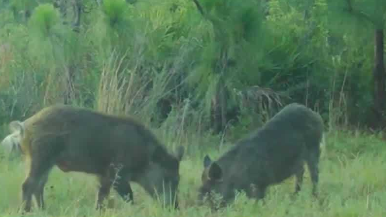 Wild hogs found tearing up yards in Orange County neighborhood
