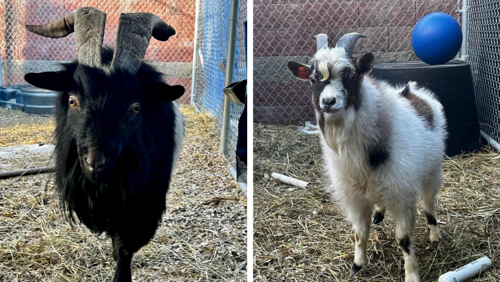 Nebraska Humane Society goats available for adoption