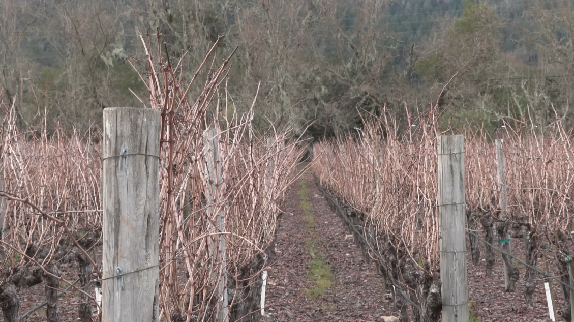 California saw lightest grape crop in 20 years
