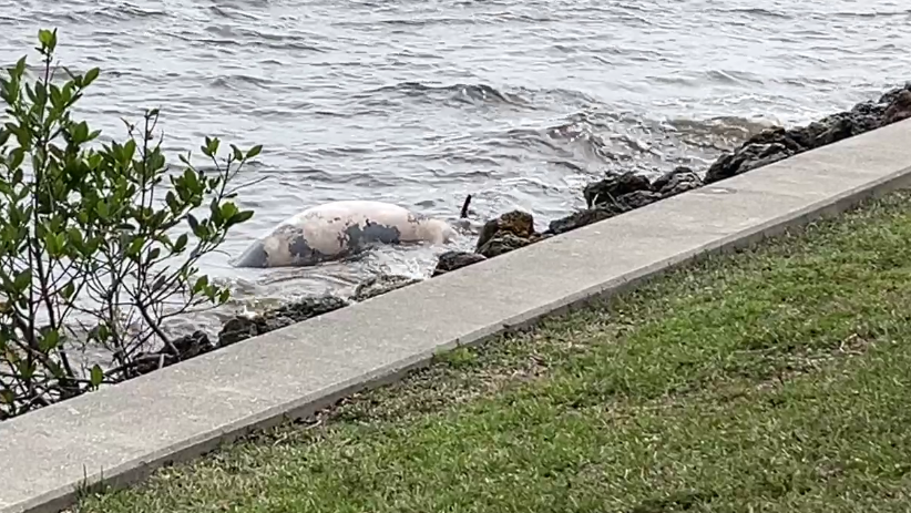FWC removes dead manatee from Horton Park boat ramp in Cape Coral