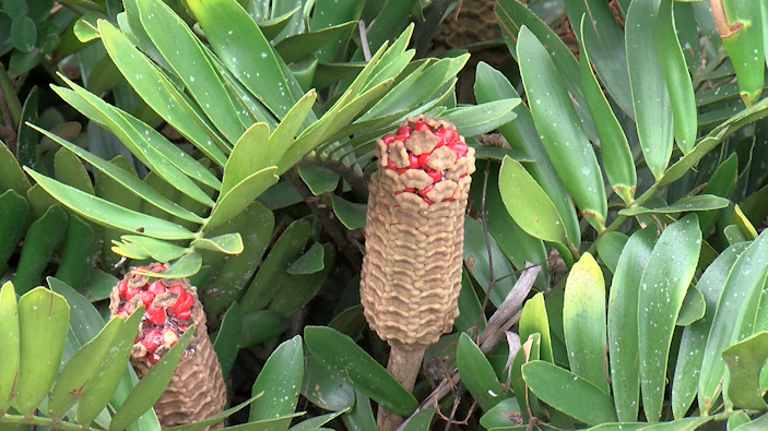 Killer palms: The toxic threat hidden in your backyard