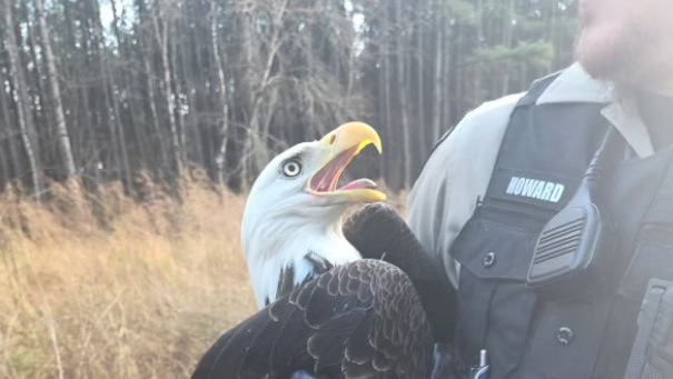 Bald eagle rescued in Apex by police