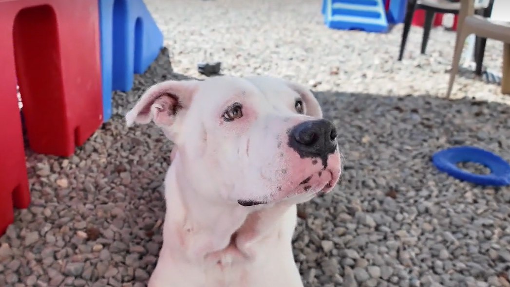 WXII Pet of the Week: Pit bull mix Emily needs a loving home