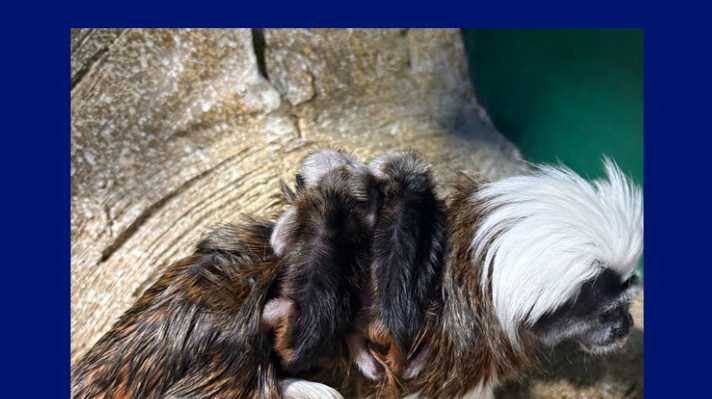 Kansas City Zoo announces birth of two new baby monkeys