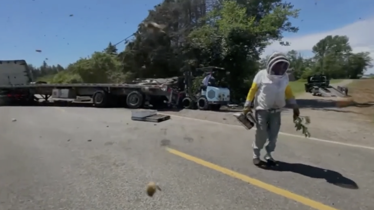 Millions of bees loose after semi-truck overturns in Washington