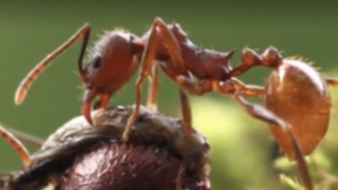 Stinging ant species detected in at least 17 states
