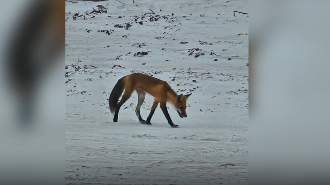 Fox spotted wandering on Daytona Beach