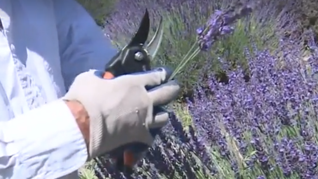 Farm holds 5th annual 'Lavender-U-Pick-It' event