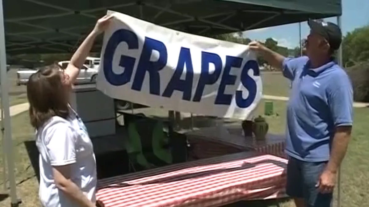 Grape stomping contests return in Altus