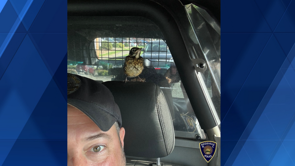 Bird goes on patrol with North Carolina police officer