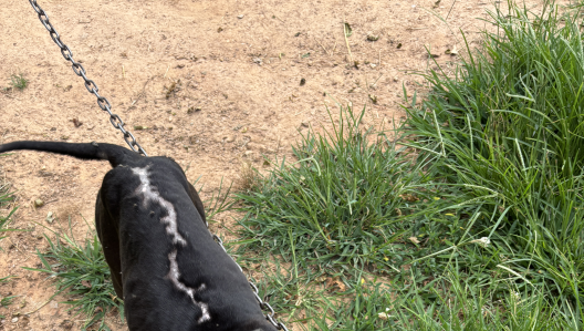 Deputies find over 40 dogs in dog fighting bust: Father and son arrested