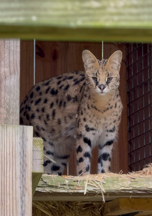 South Carolina: Serval cat stolen from animal sanctuary, suspect charged