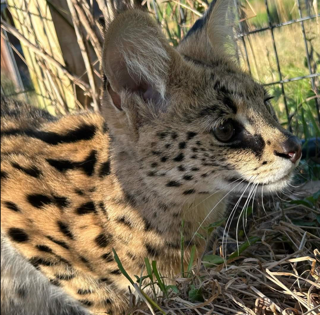 South Carolina: Serval cat stolen from animal sanctuary, suspect charged
