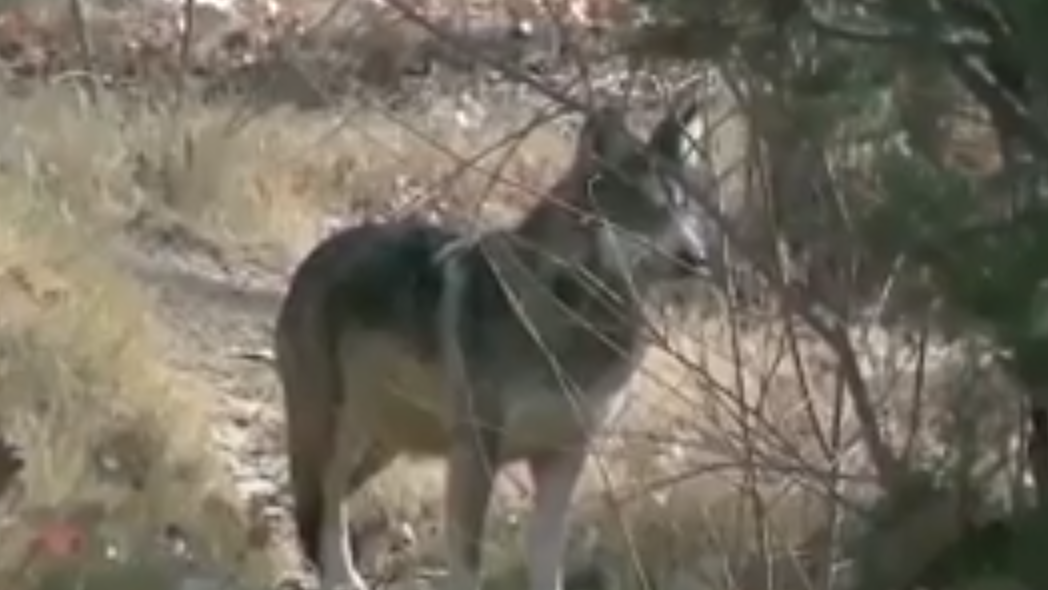 Mexican gray wolf protections challenged in Congress