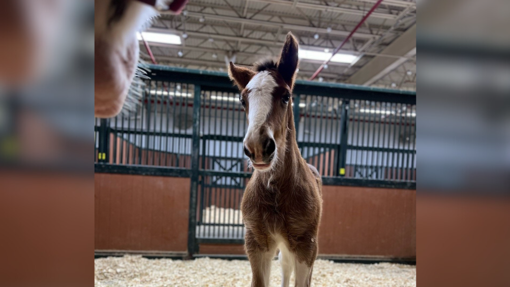2 new Budweiser Clydesdales born at Warm Springs Ranch