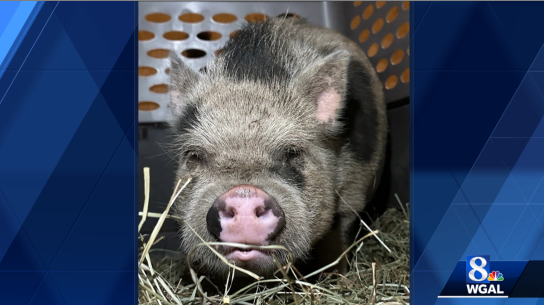 Petey the Pig captured after weeks on the run in Bent Creek