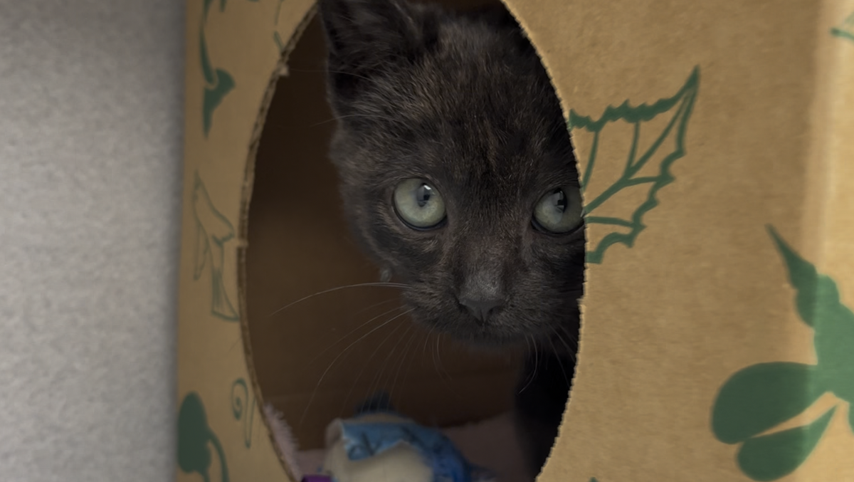 Meet the black cats at Nebraska Humane Society