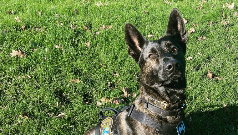 Police in Cumberland County, Pa. launch new dog registry program