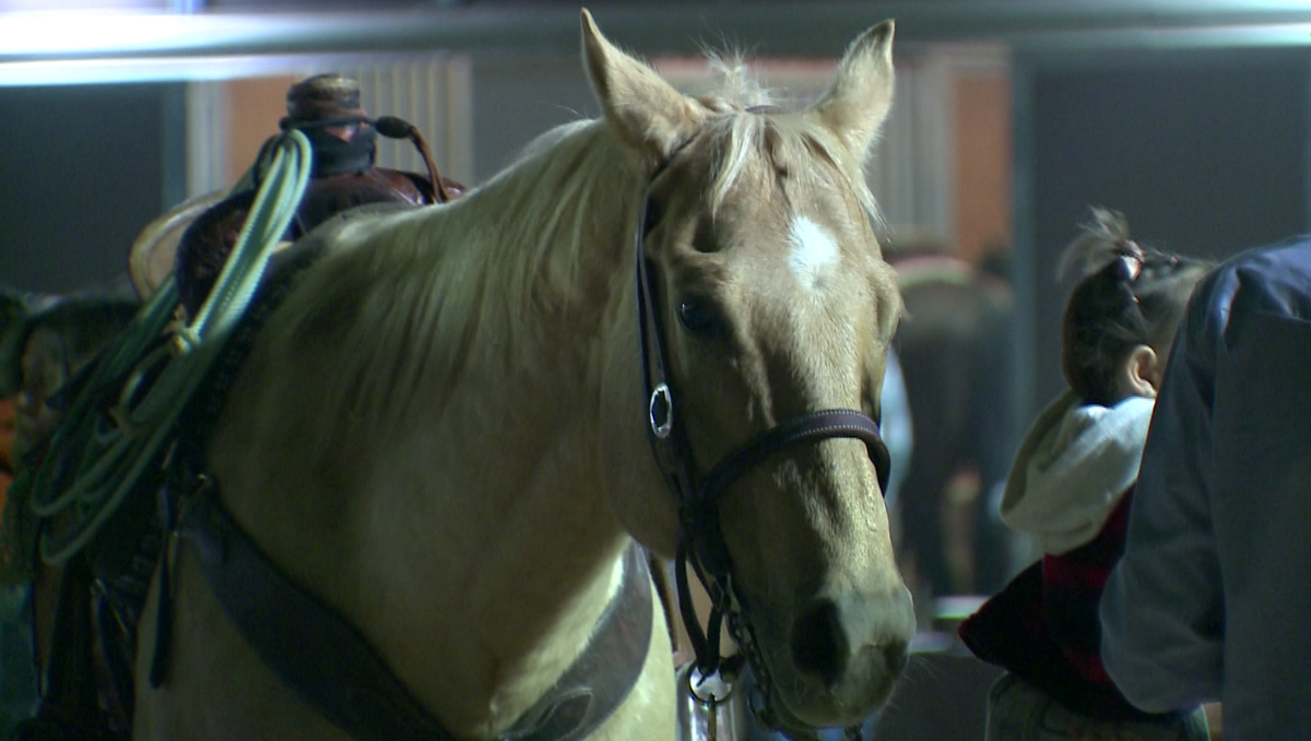 'Women of the West' rodeo benefits Tamaya Horse Rehab