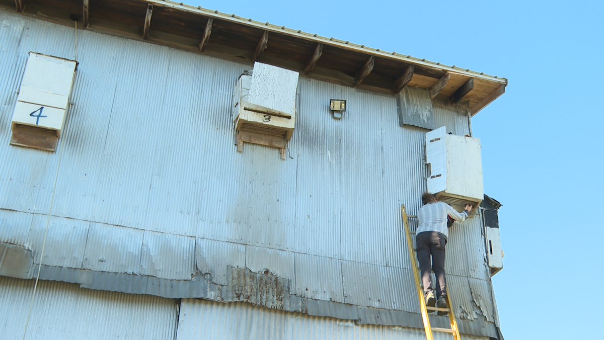 Bats call local business home after construction of 'bat houses'