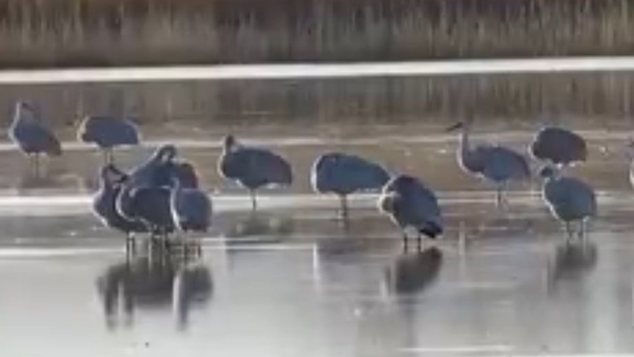Park Service cancels Festival of Cranes due to shutdown