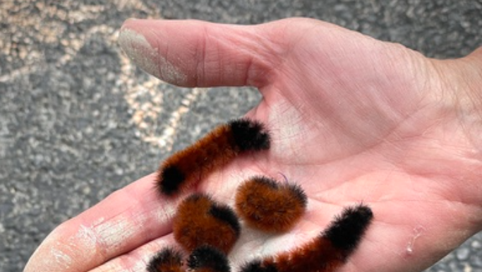 Can woolly bear caterpillars predict the upcoming winter?