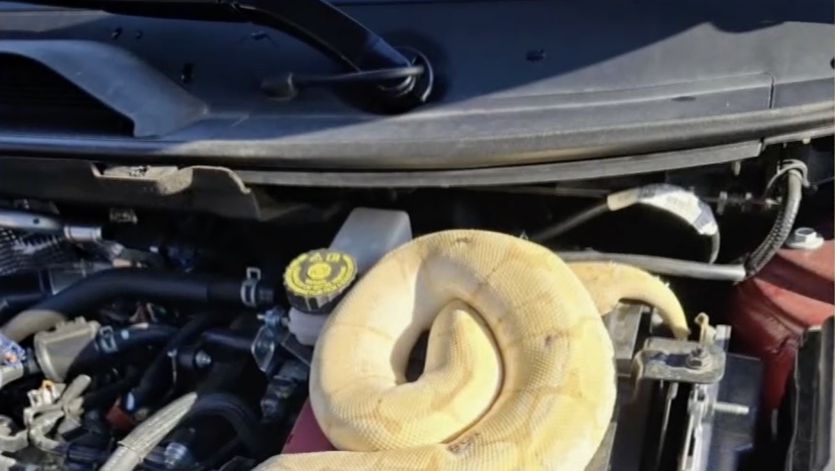 VIDEO: Man finds exotic python in SUV engine in Tennessee