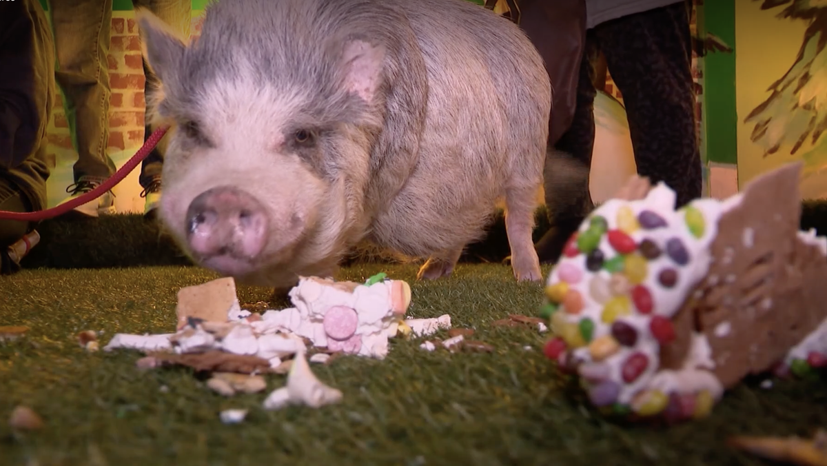 Rescue pigs help demolish museum's massive gingerbread display