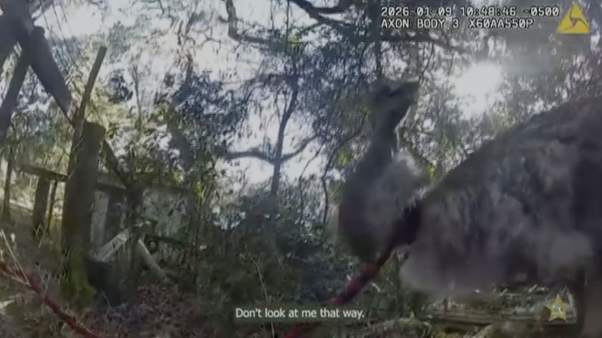 WATCH: Florida deputy captures runaway emu, returns the bird home