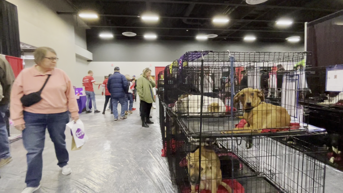 Family reunited at 12th annual pet adoption event