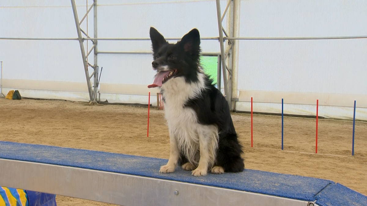 Dog makes moves after winning national agility competition
