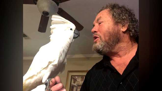 Reward offered for cockatoo that went missing after owner died on the ...